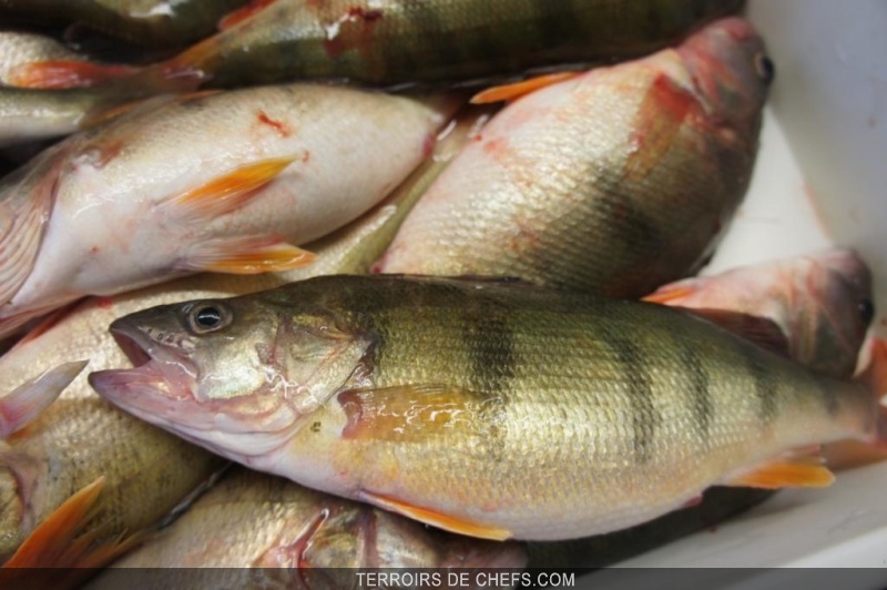 Portrait d'Eric Jacquier pêcheur de poissons de lac pour les grands chefs