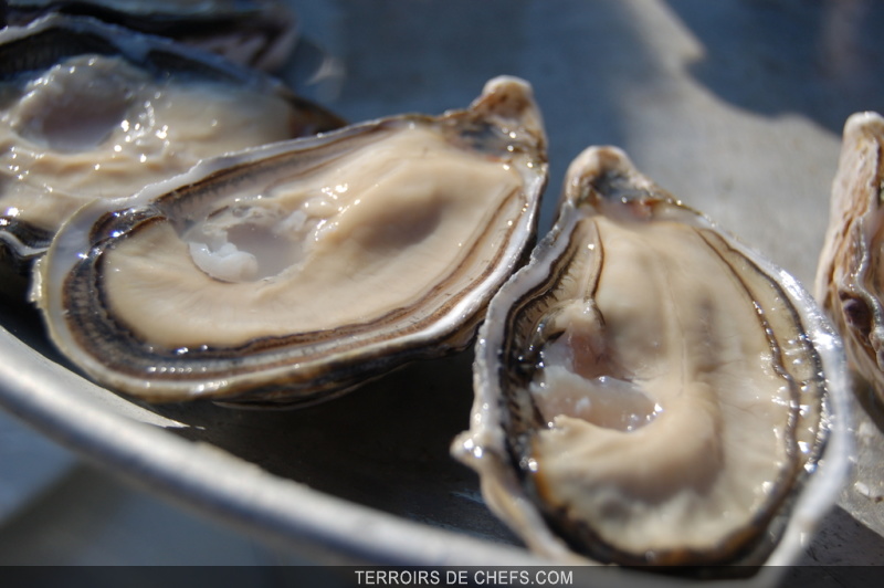 L’huître bretonne sort de sa coquille Pèlerinage en Armorique