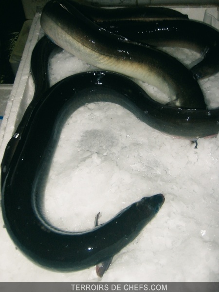 L'Anguille L’anguille, le poisson des Sargasses