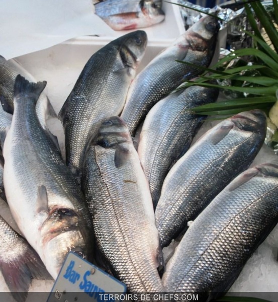 Le Bar Le roi des chasseurs de la mer
