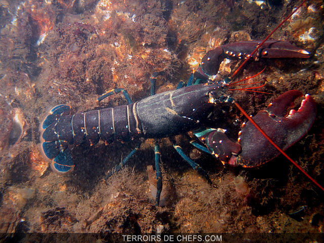 Le homard / Conseils de Chefs / Chefs - Terroirs de chefs