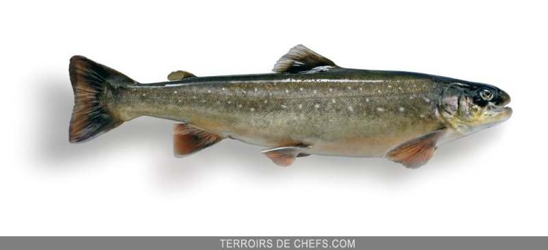 L'Omble chevalier L‘omble chevalier, roi des lacs alpins...