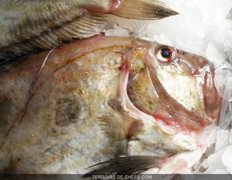 Le Saint-Pierre Poisson de légende