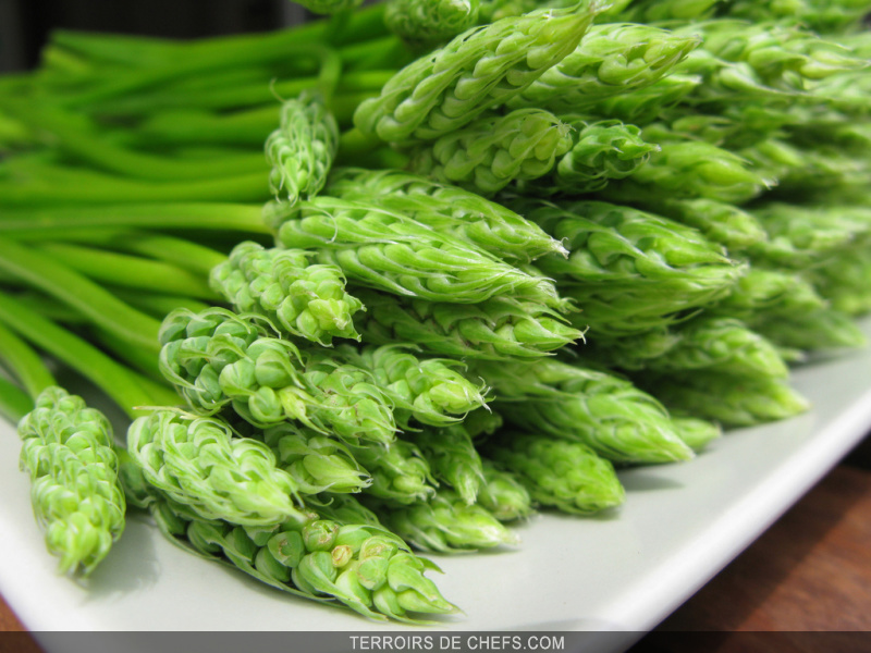 L'Asperge Délicate et légère, elle annonce le printemps…