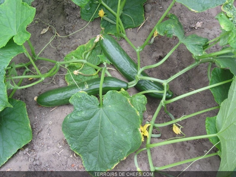 Allez à la découverte d'un produit du potager le concombre dont la ...