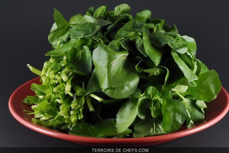 Le cresson à consommer toute l'année pour sa saveur corsée et son plein ...