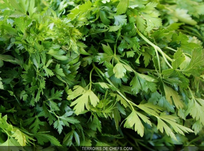 Les mots à la bouche chronique Louis Carzou le persil