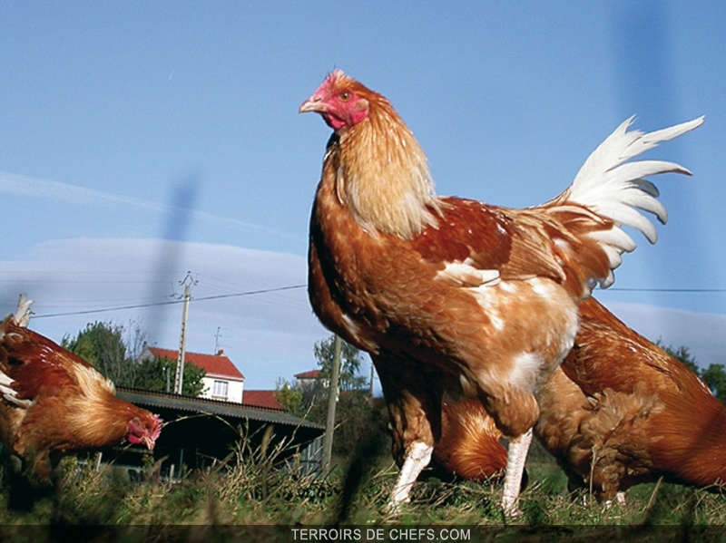 Les Volailles Label Rouge Le signe de l’excellence…