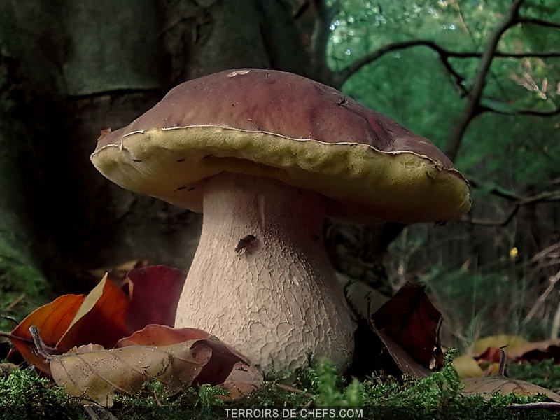 Le cèpe, champignon star de l'automne