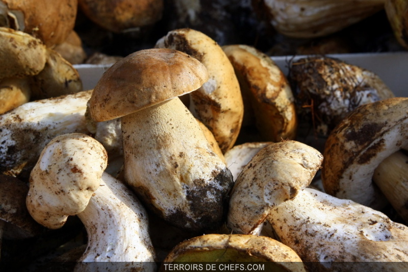 Produit de saison le cèpe