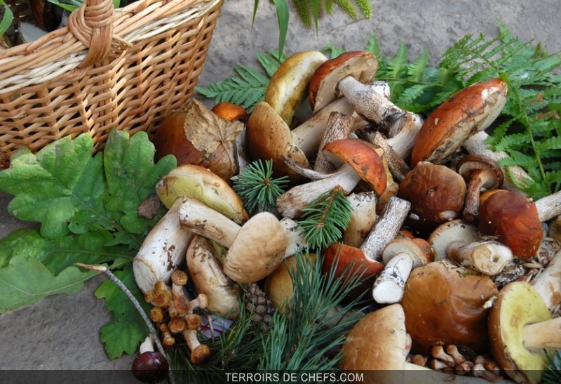Les champignons / Conseils de Chefs / Chefs - Terroirs de chefs
