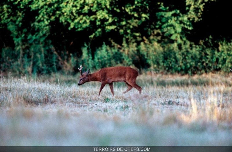 Le Chevreuil Le chevreuil, un gibier d’excellence…