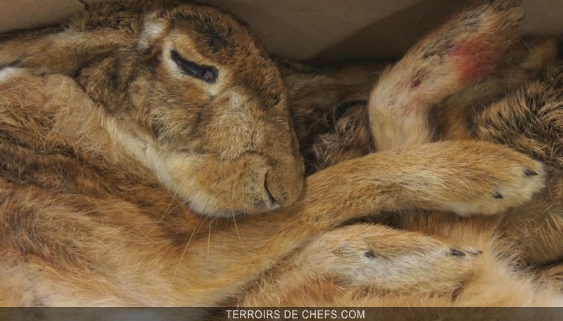 Capucin ou levraut / Sébastien Gravé / Vidéos de Chefs / Chefs ...