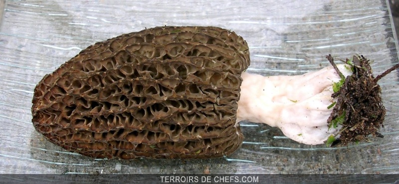 La Morille Rare mais délicieuse