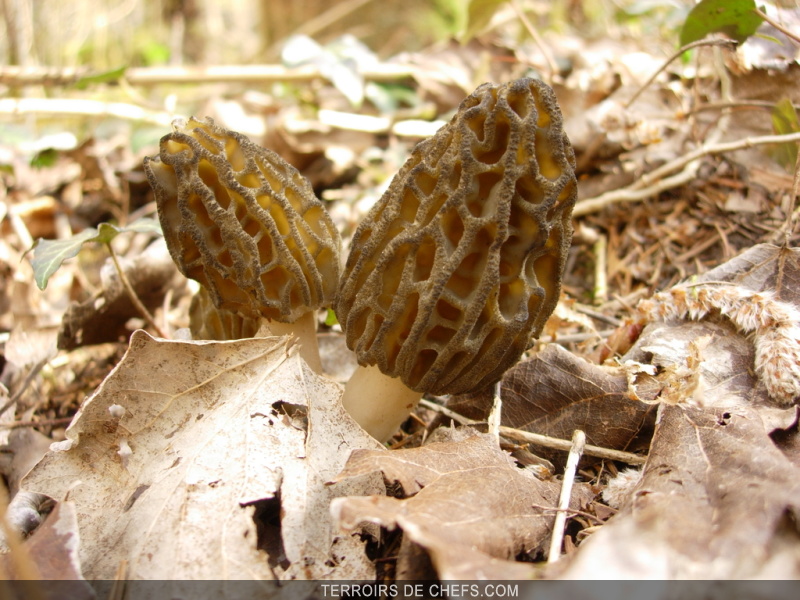 La Morille Rare mais délicieuse