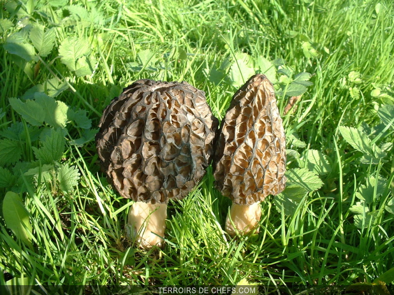 La Morille Rare mais délicieuse