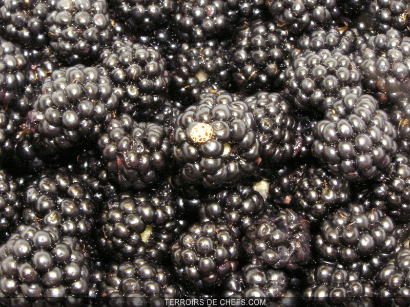 La Mûre Le sang des Titans de la mythologie