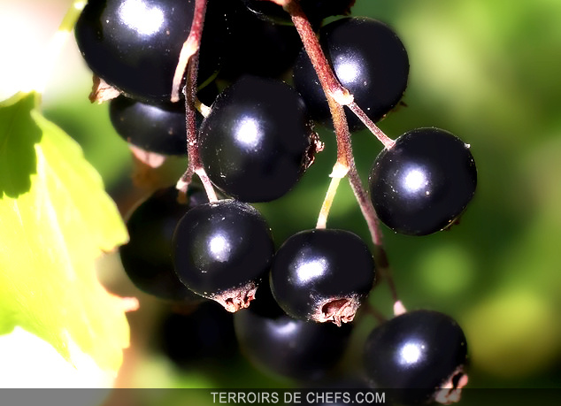 Le Cassis Le cassis, élixir de vie…