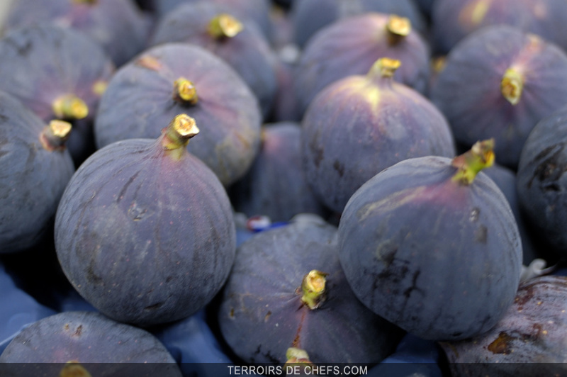 La Figue Ensorcelante, colorée, emblème du moyen orient