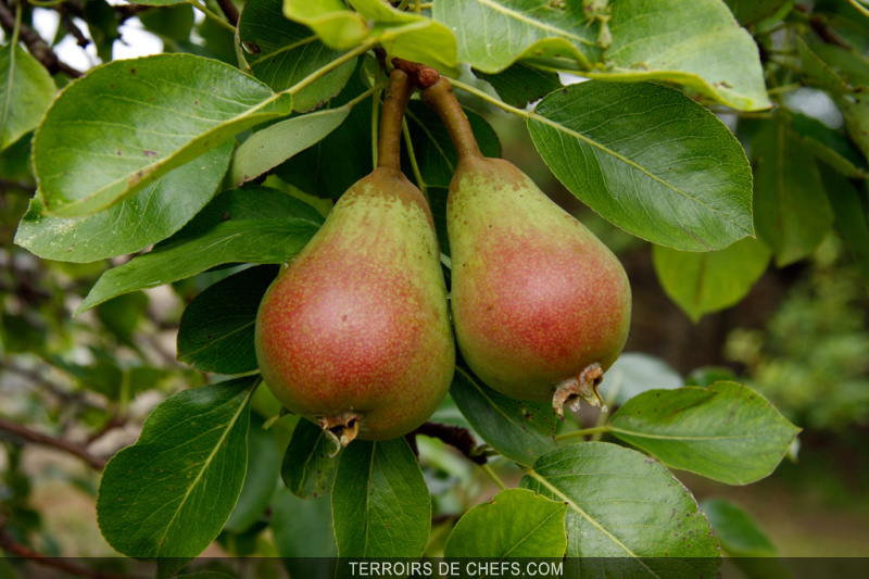 La poire Les aventures de ce fruit dans notre vocabulaire nous ...