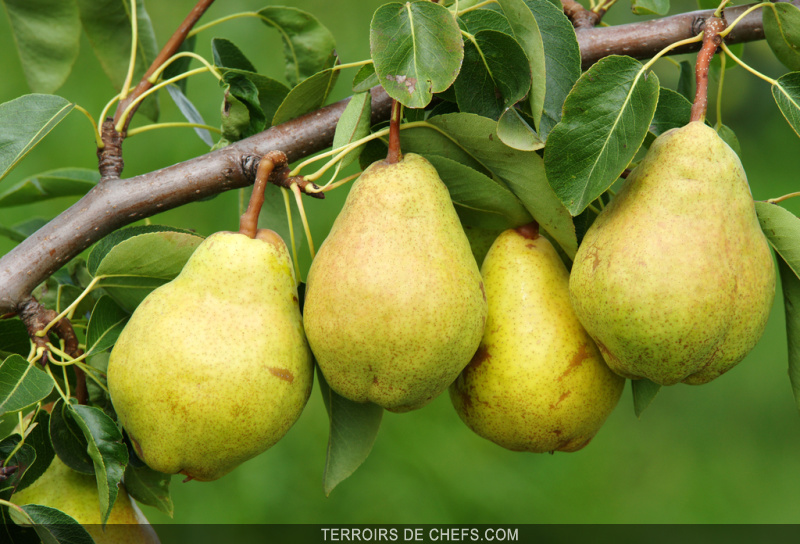 La poire Les aventures de ce fruit dans notre vocabulaire nous ...