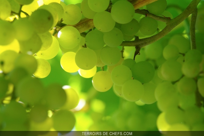 Le Raisin Des grains de plaisir…